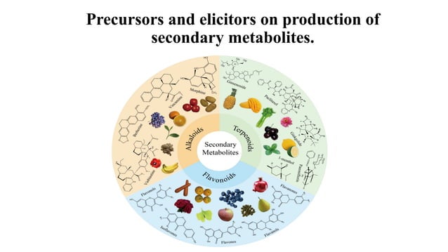 Precursors and elicitors on production of secondary metabolites.pptx