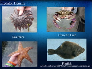 Predation and Growth of Manila Clams in Geoduck Aquaculture Areas | PPT