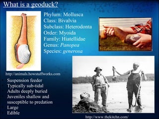 Predation and Growth of Manila Clams in Geoduck Aquaculture Areas | PPT ...