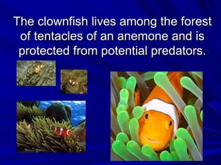 Predation, mutualism, commensalism, or parasitism | PPT