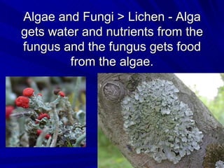 Mutualism Examples Lichen