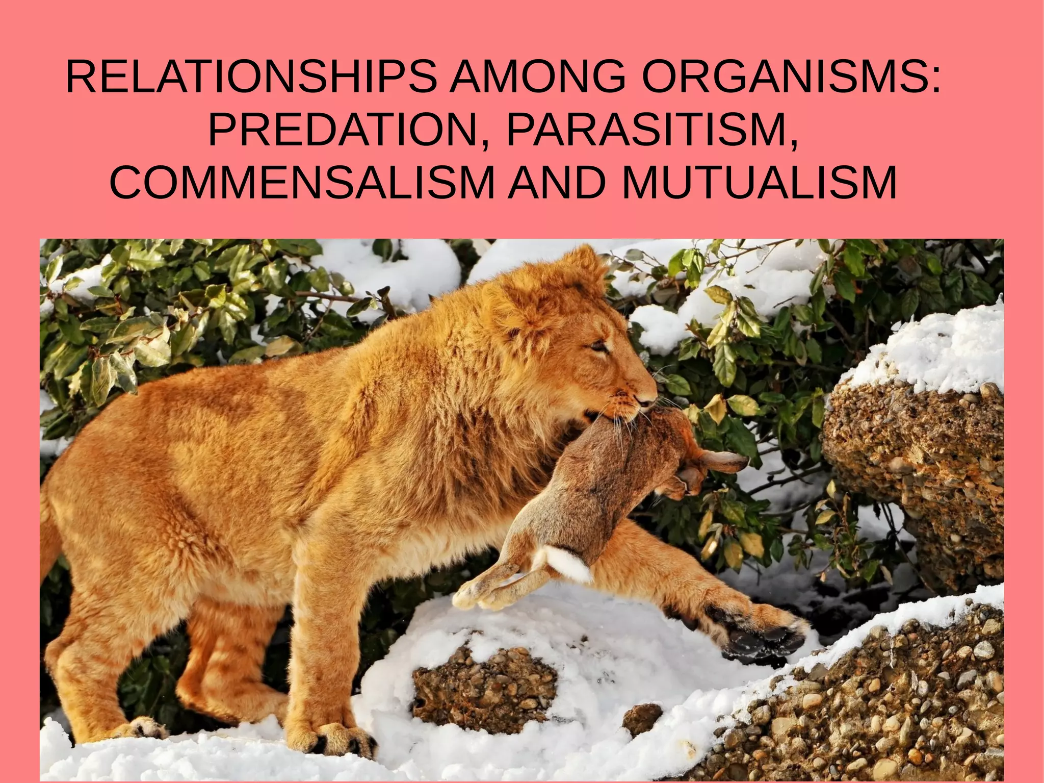Predation, parasistism, mutualism and commensalism. | PDF
