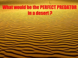 The Perfect Predator | PPT | Geography | Science