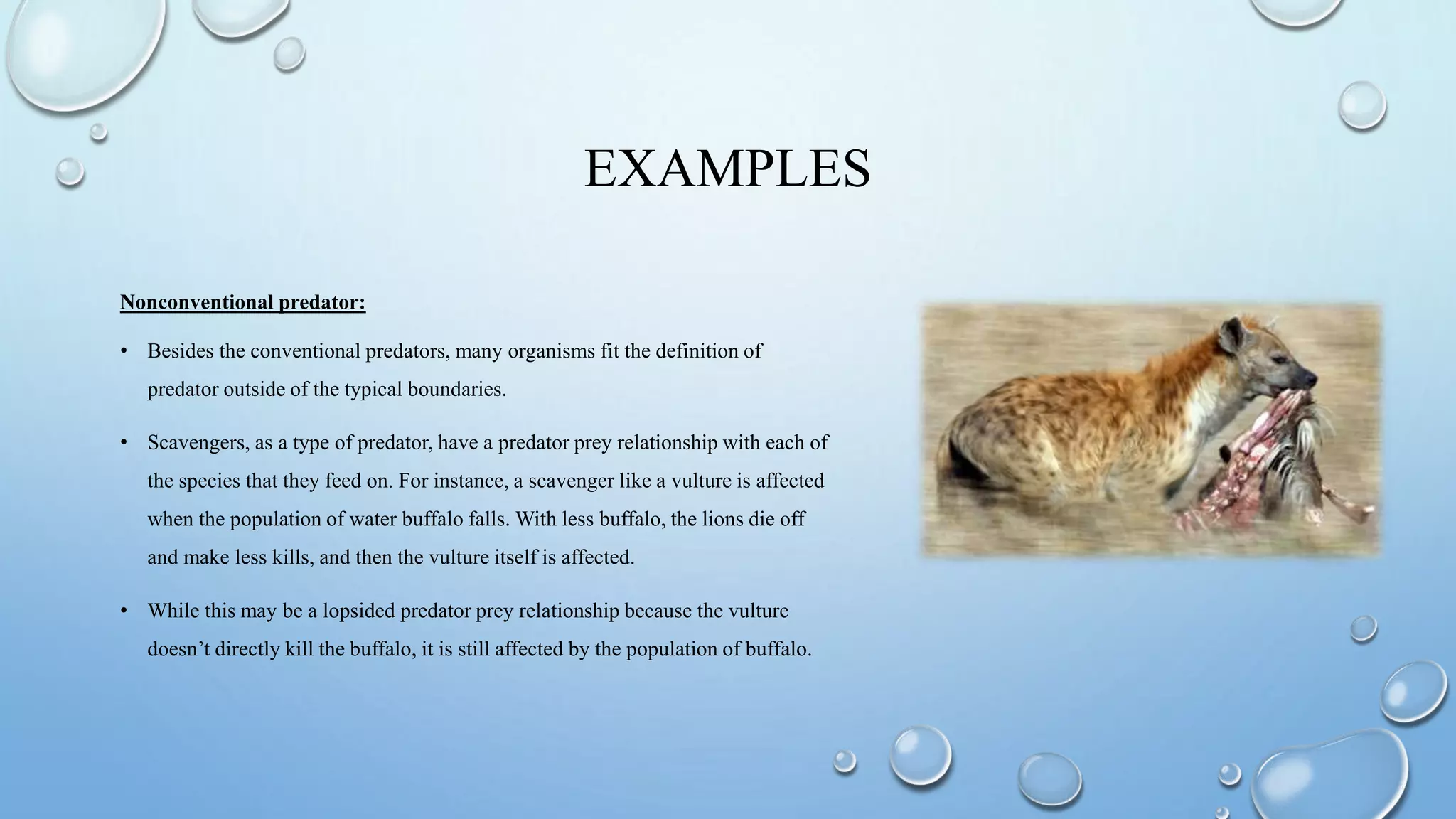 predator and prey relationship.pptx