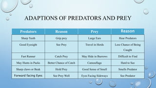 predator and prey relationship.pptx