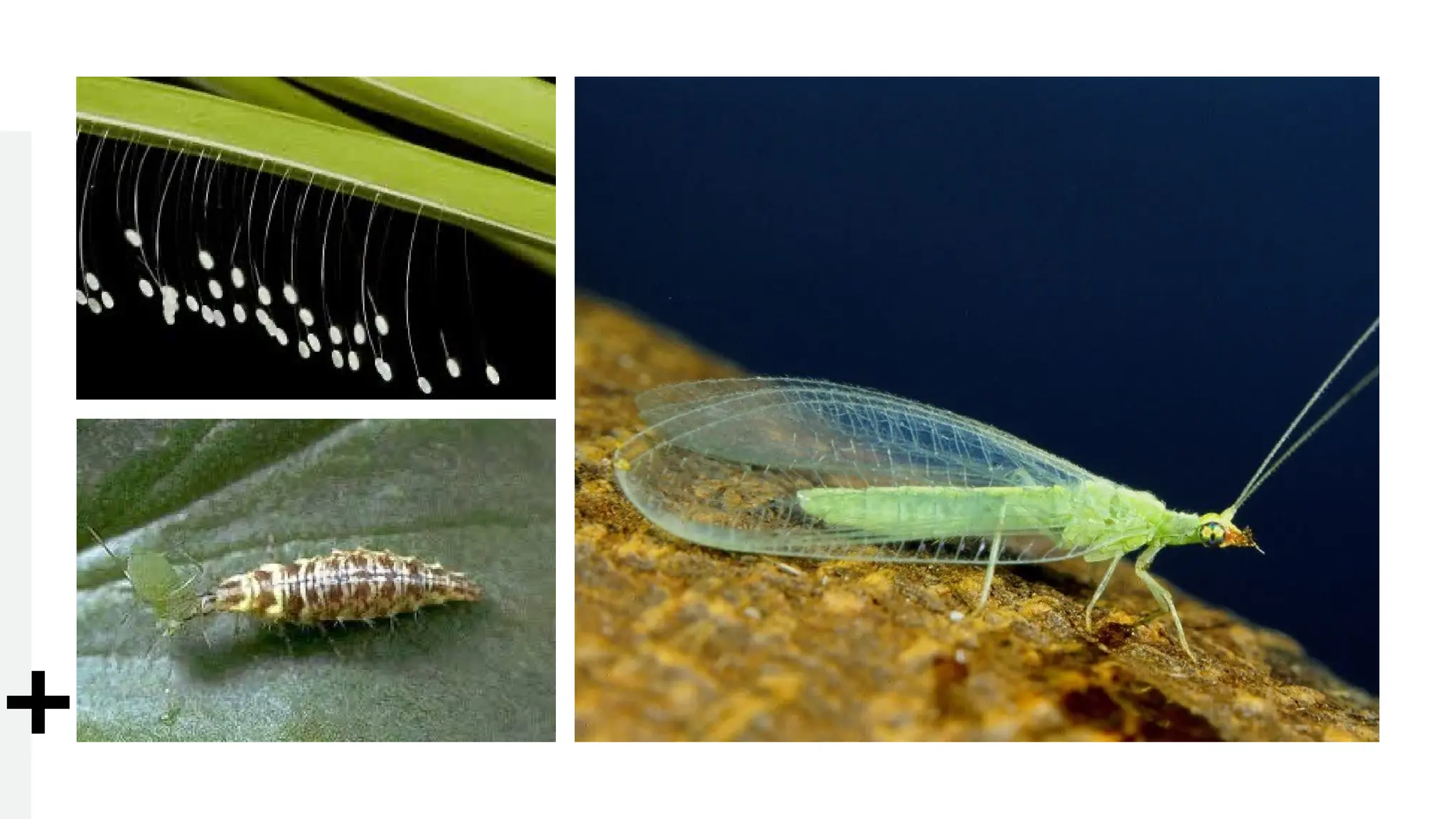 Predator dan parasitoid yang bisa ditemukan di tanaman padi.pptx | Free ...