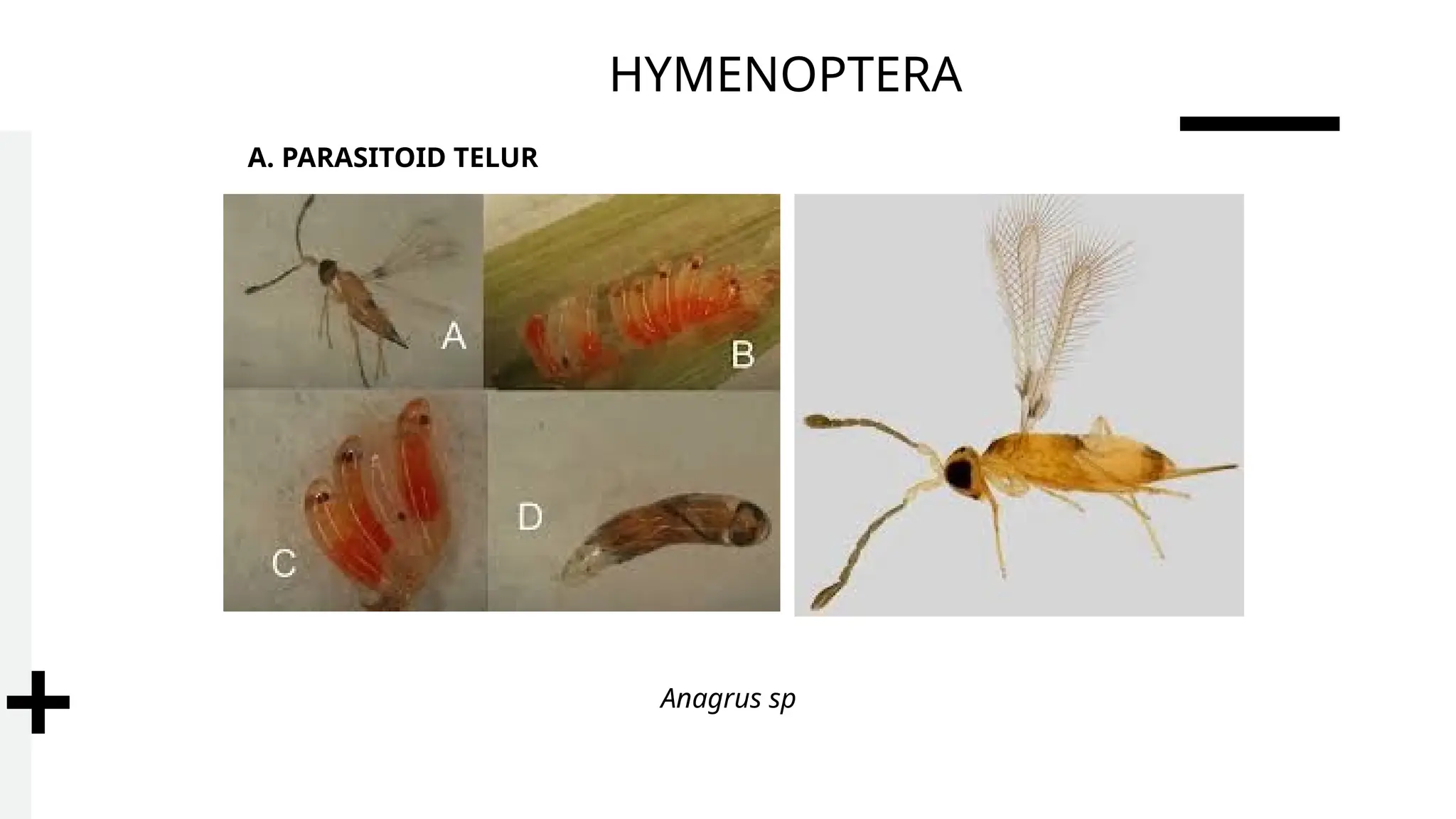 Predator dan parasitoid yang bisa ditemukan di tanaman padi.pptx | Free ...