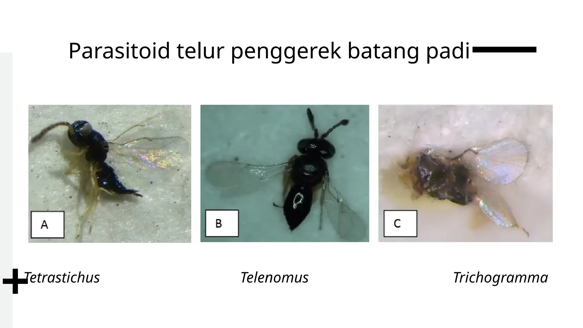 Predator dan parasitoid yang bisa ditemukan di tanaman padi.pptx