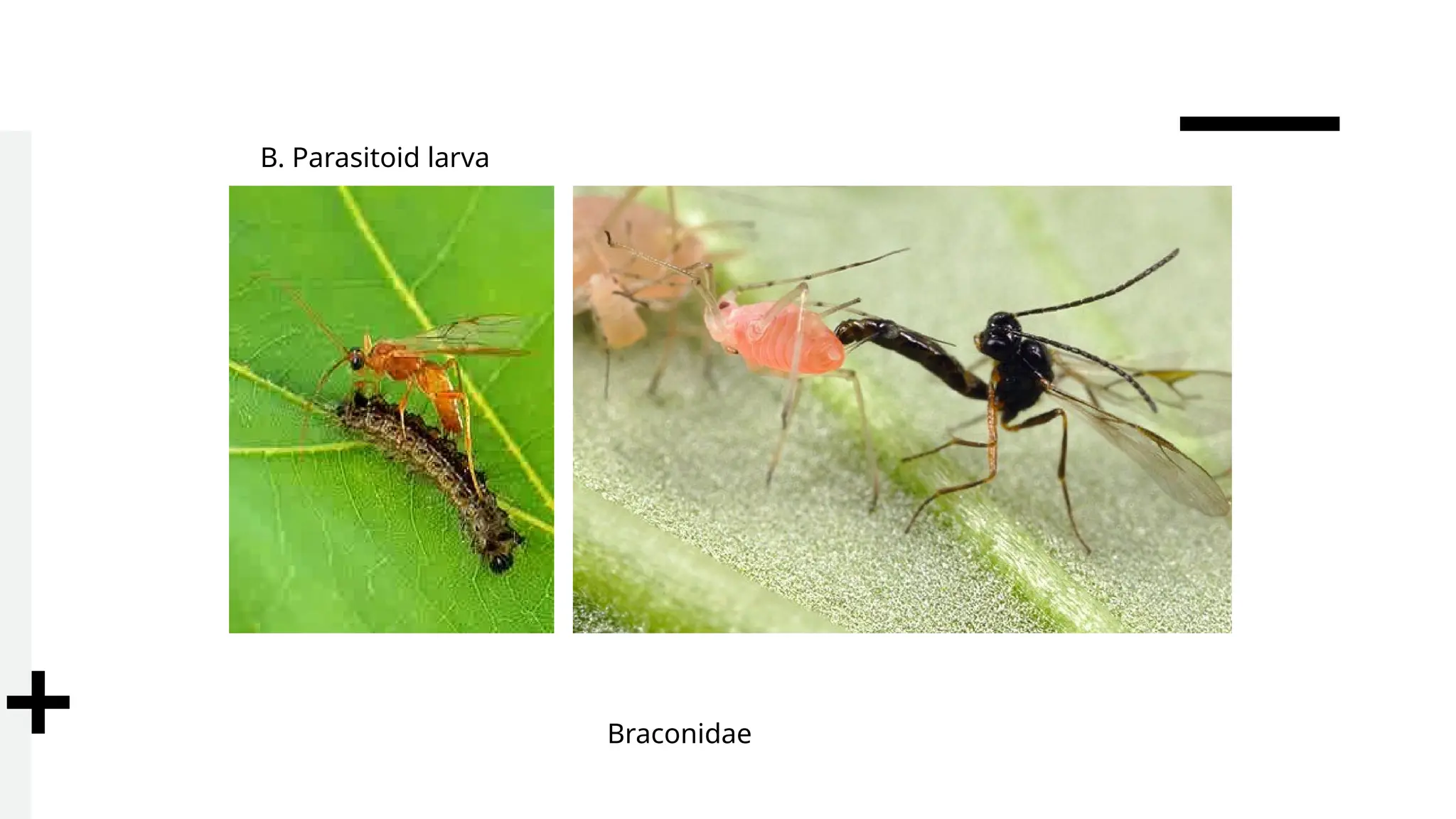 Predator dan parasitoid yang bisa ditemukan di tanaman padi.pptx | Free ...