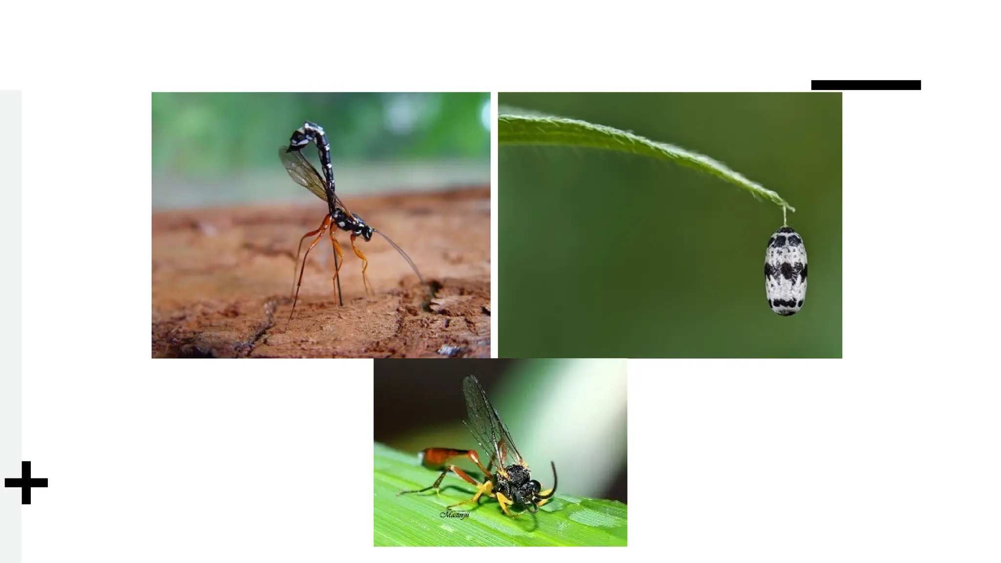 Predator dan parasitoid yang bisa ditemukan di tanaman padi.pptx | Free ...