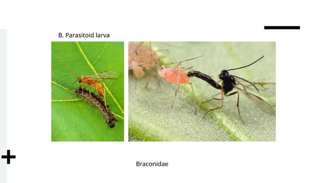 Predator dan parasitoid yang bisa ditemukan di tanaman padi.pptx | Free ...