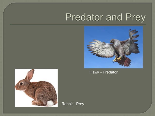 Predator prey competition | PPT