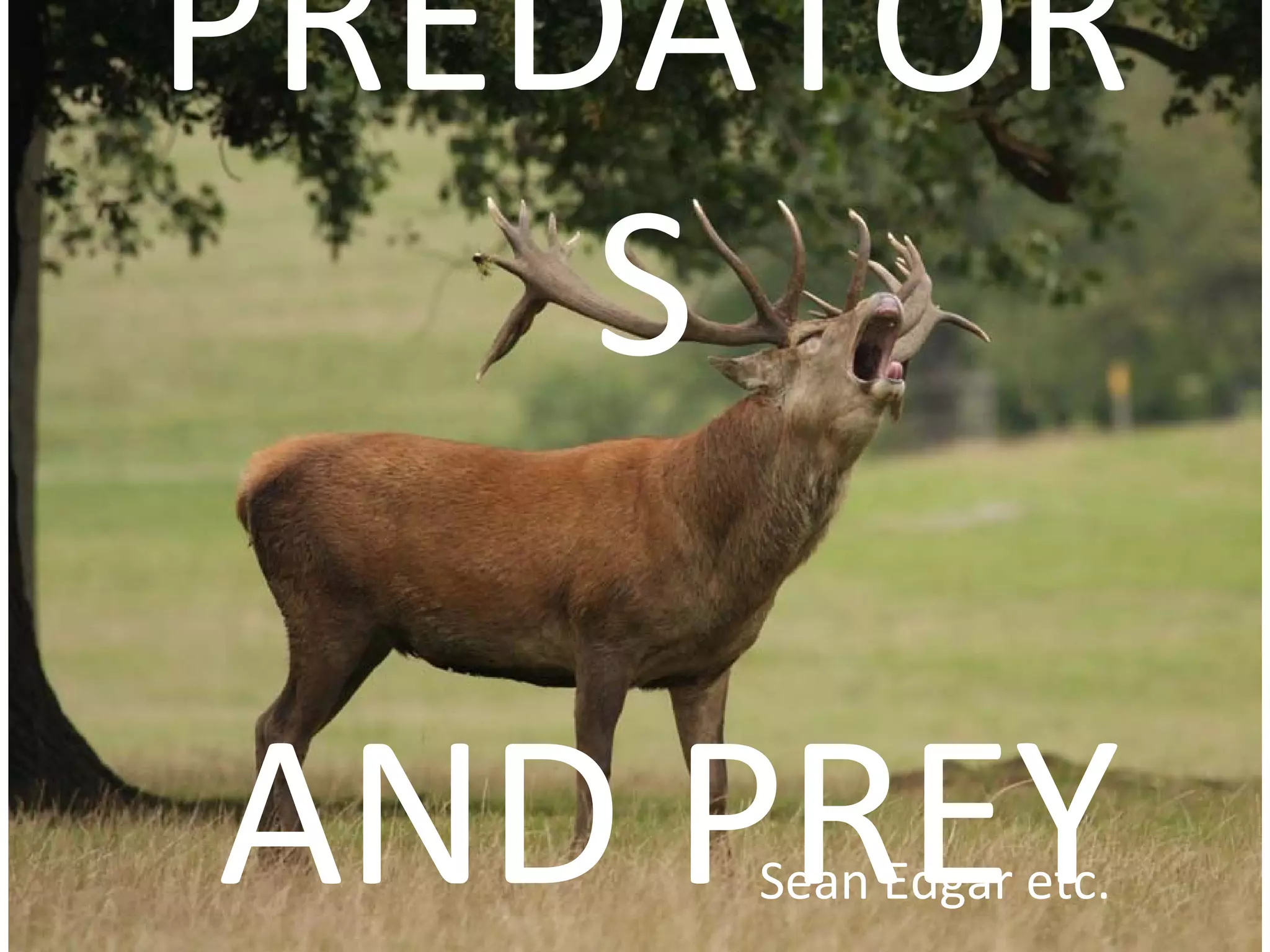 Predators | PPT