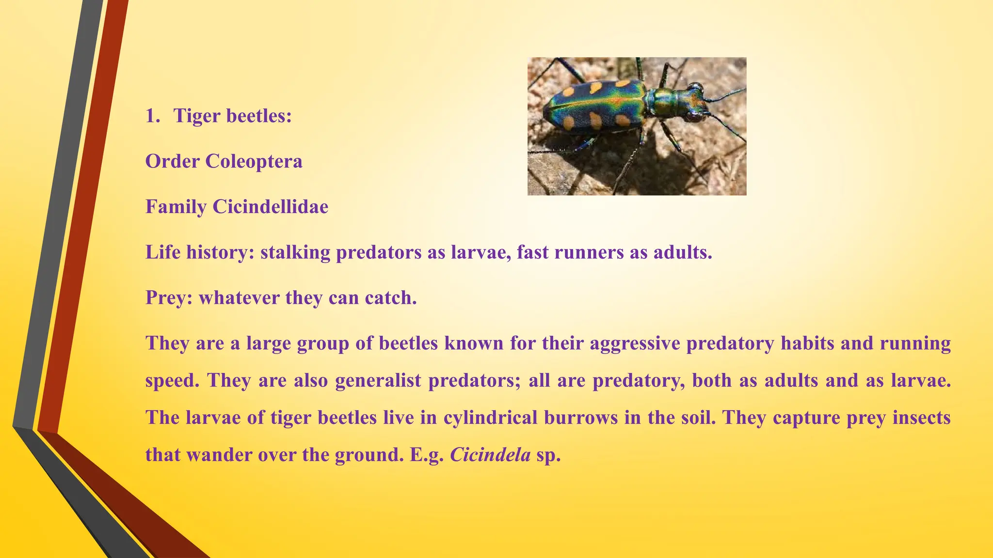 predators as one of the biological control.pptx