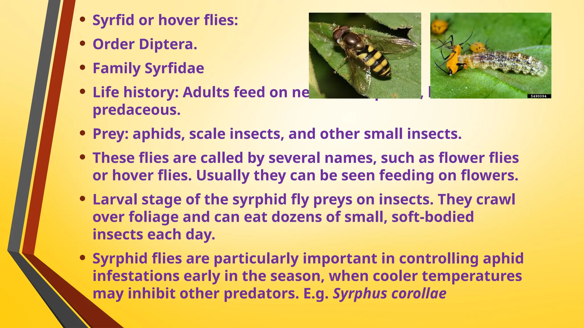 predators as one of the biological control.pptx