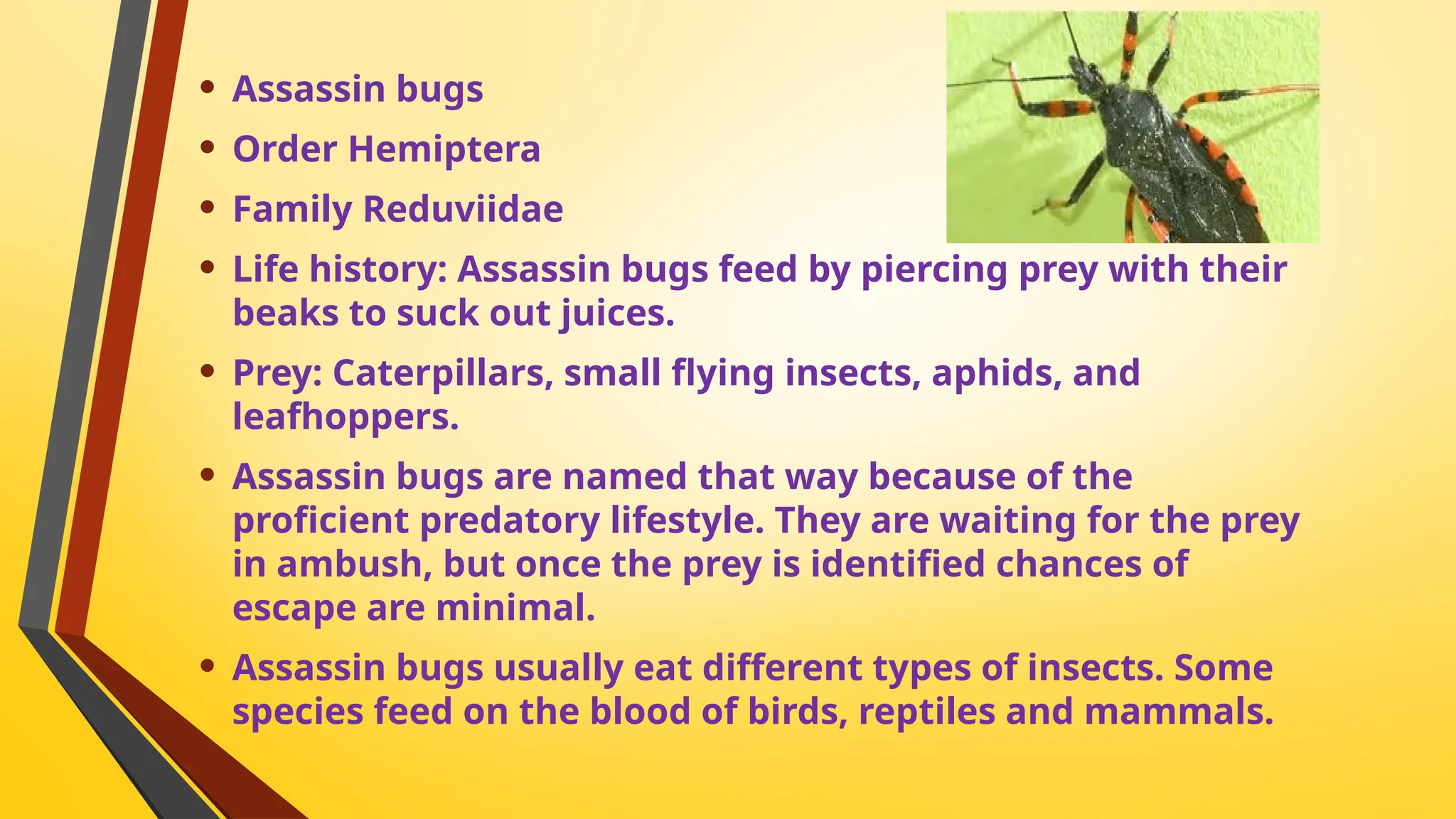 predators as one of the biological control.pptx