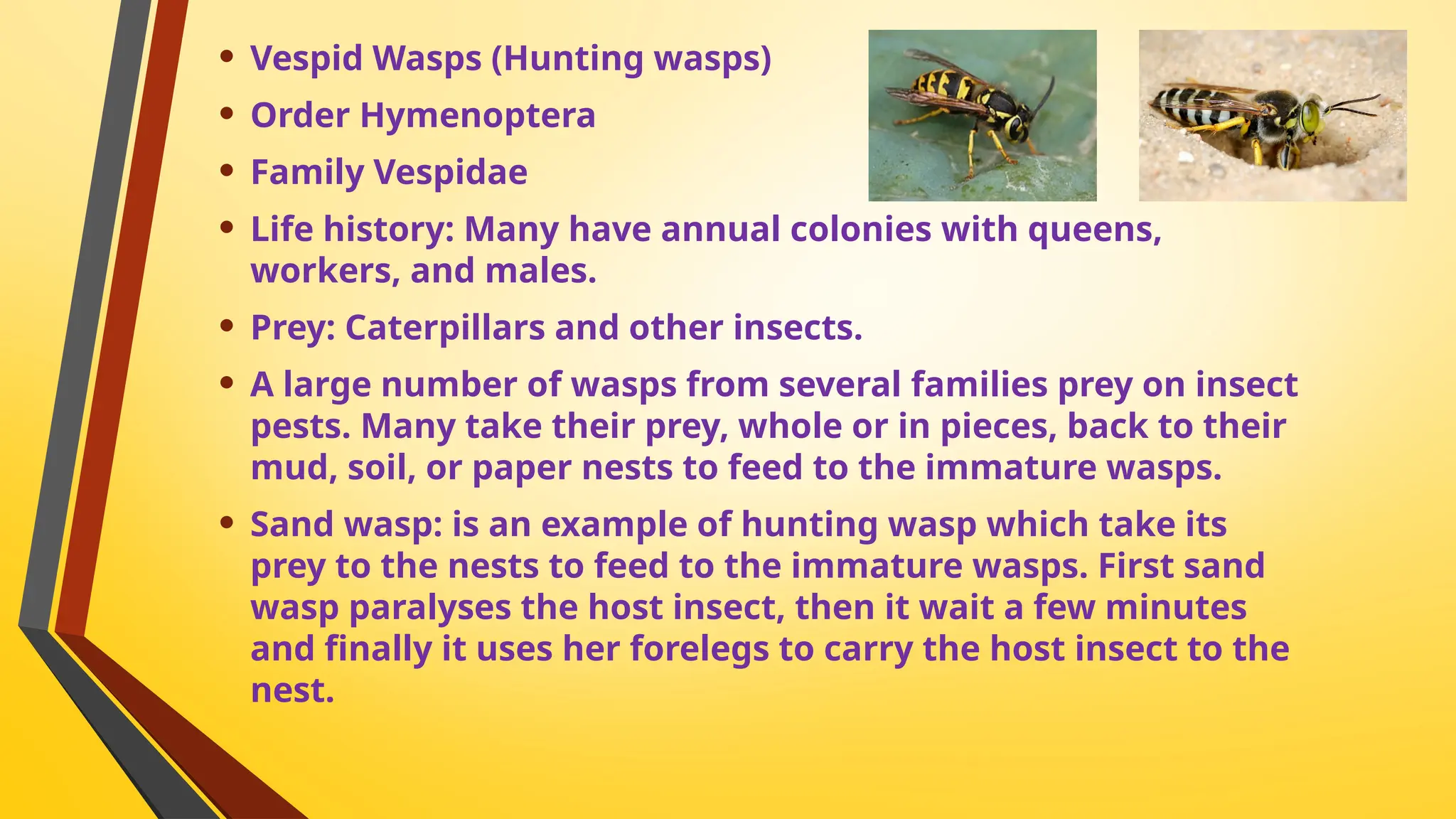 predators as one of the biological control.pptx