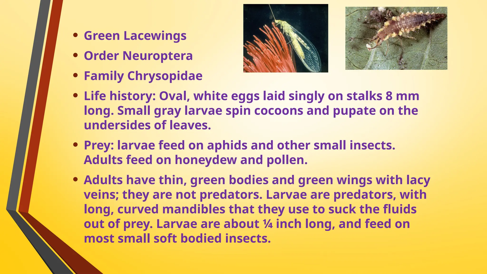 predators as one of the biological control.pptx