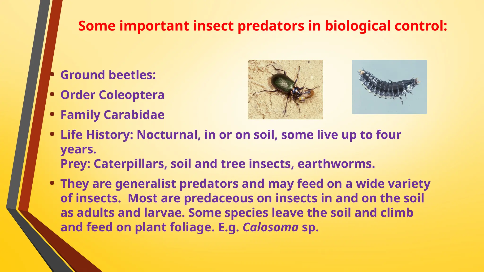 predators as one of the biological control.pptx