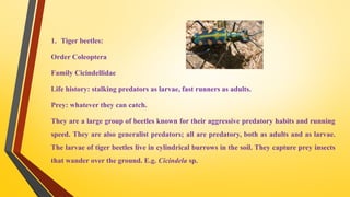 predators as one of the biological control.pptx