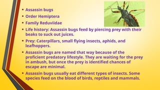 predators as one of the biological control.pptx