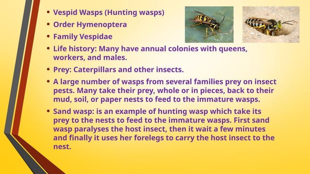predators as one of the biological control.pptx