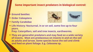 predators as one of the biological control.pptx