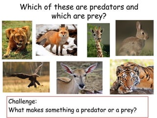 Predators or prey.pptxpptpptpptpptpptppt | PPT