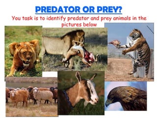 FOOD ENERGY TRANSFER PREDATORS OR PREYS? | PPT