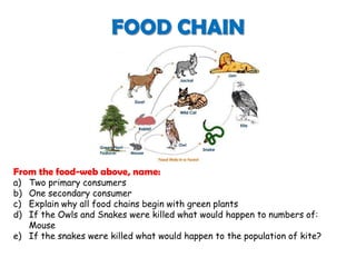 FOOD ENERGY TRANSFER PREDATORS OR PREYS? | PPT