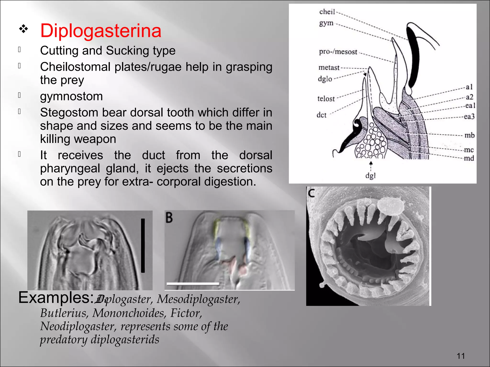 Predatory nematodes by AALIYA TAIYAB | PPT