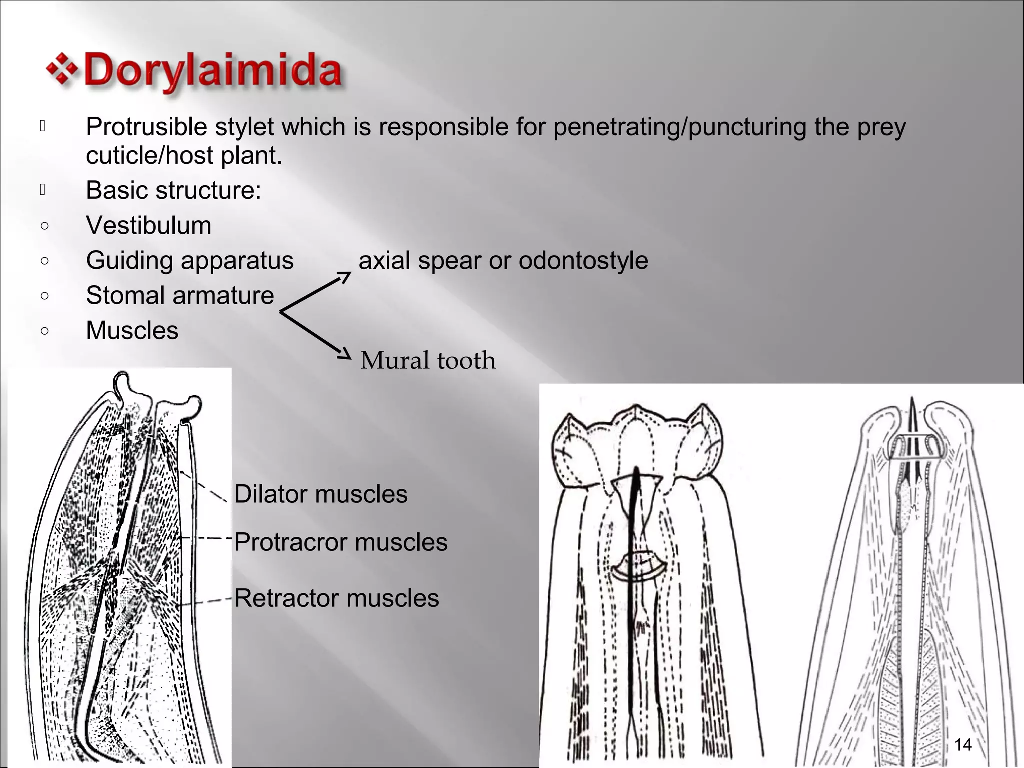 Predatory nematodes by AALIYA TAIYAB | PPT