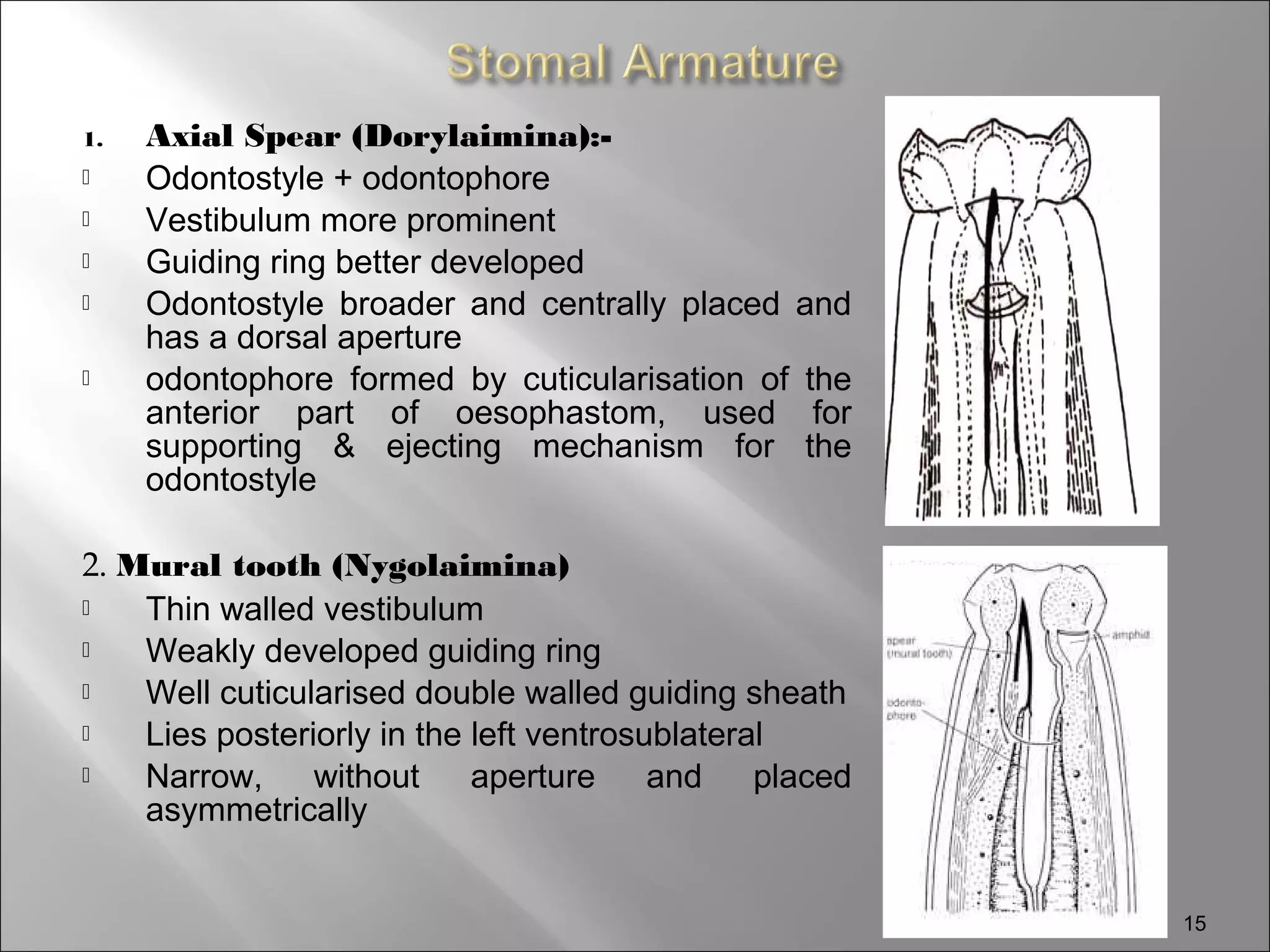 Predatory nematodes by AALIYA TAIYAB | PPT