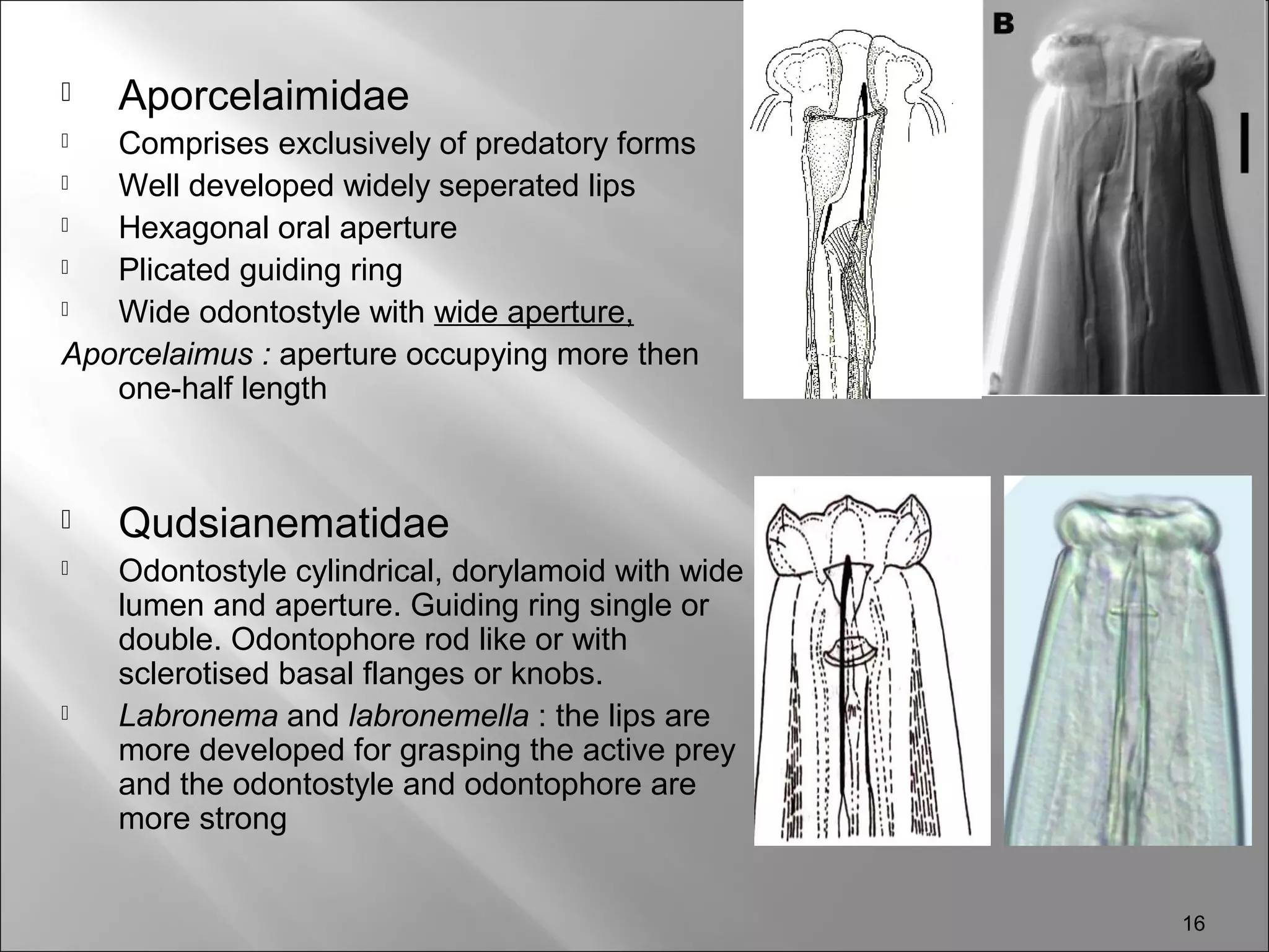 Predatory nematodes by AALIYA TAIYAB | PPT