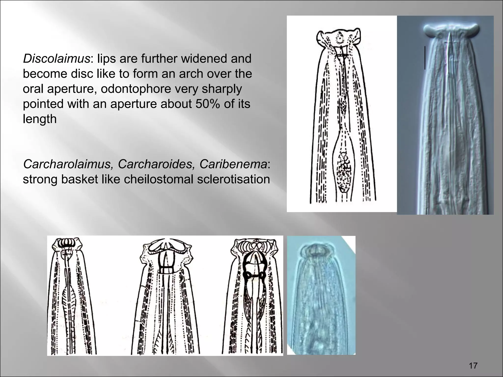 Predatory nematodes by AALIYA TAIYAB | PPT