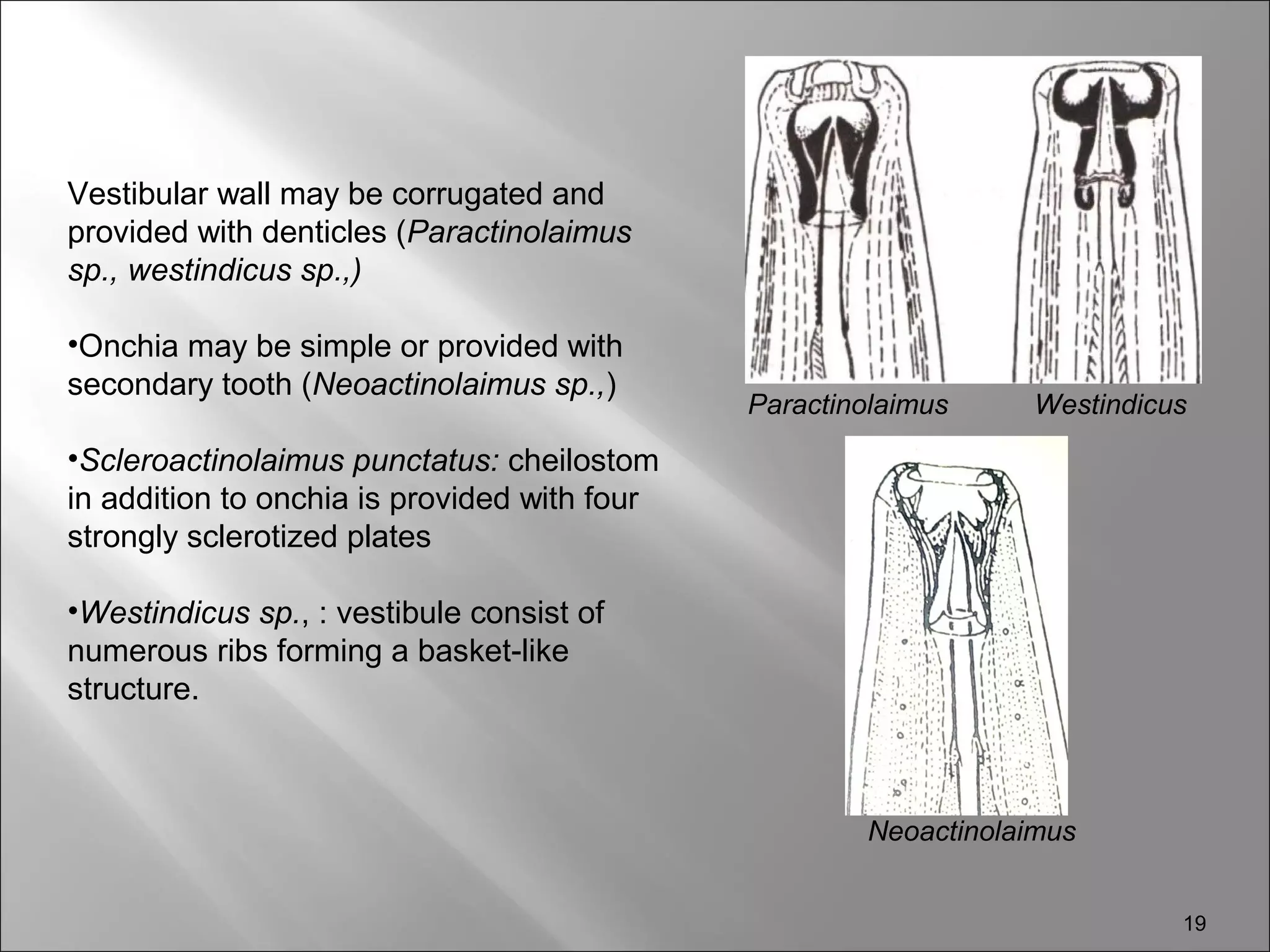 Predatory nematodes by AALIYA TAIYAB | PPT