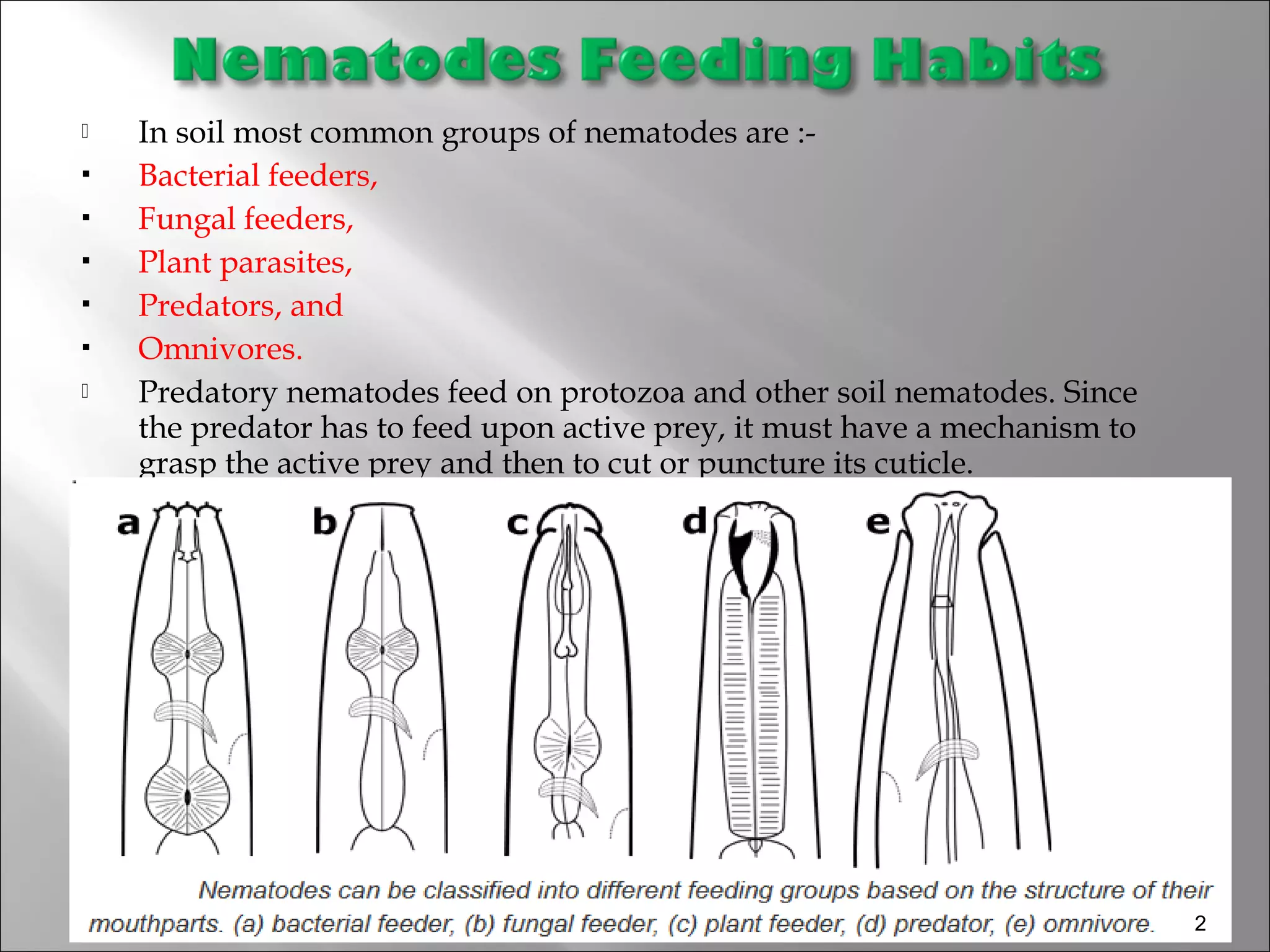 Predatory nematodes by AALIYA TAIYAB | PPT