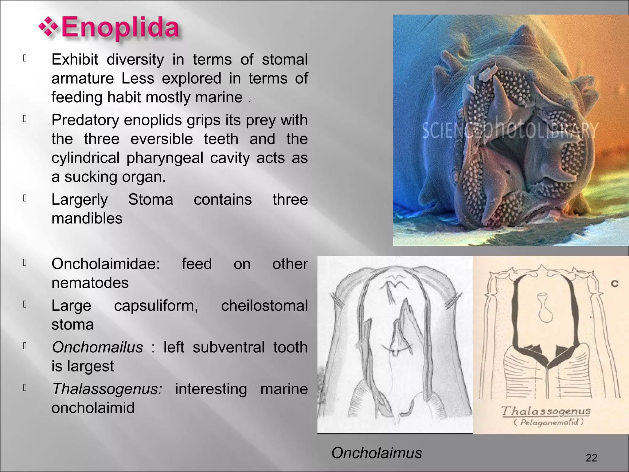 Predatory nematodes by AALIYA TAIYAB | PPT