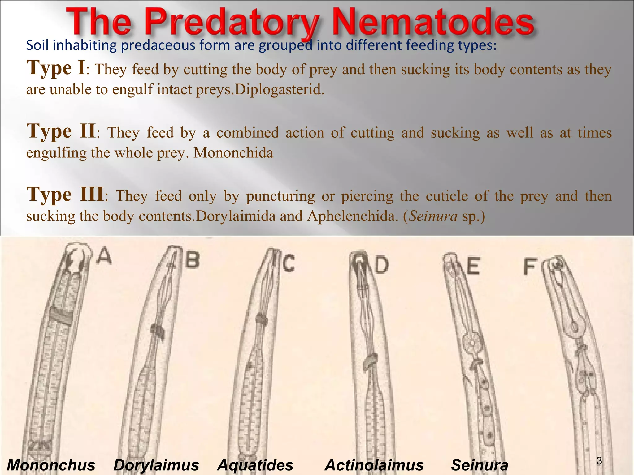 Predatory nematodes by AALIYA TAIYAB | PPT