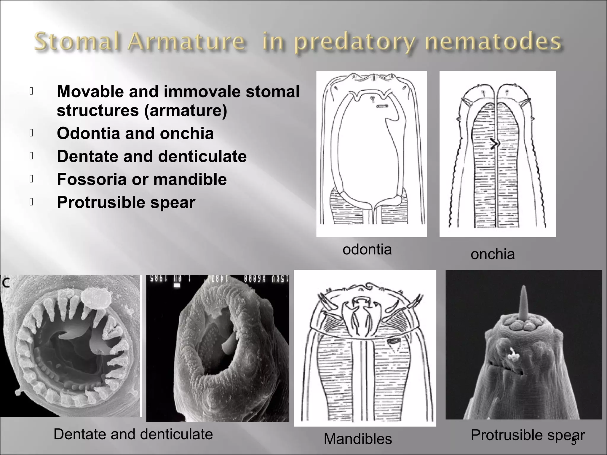 Predatory nematodes by AALIYA TAIYAB | PPT