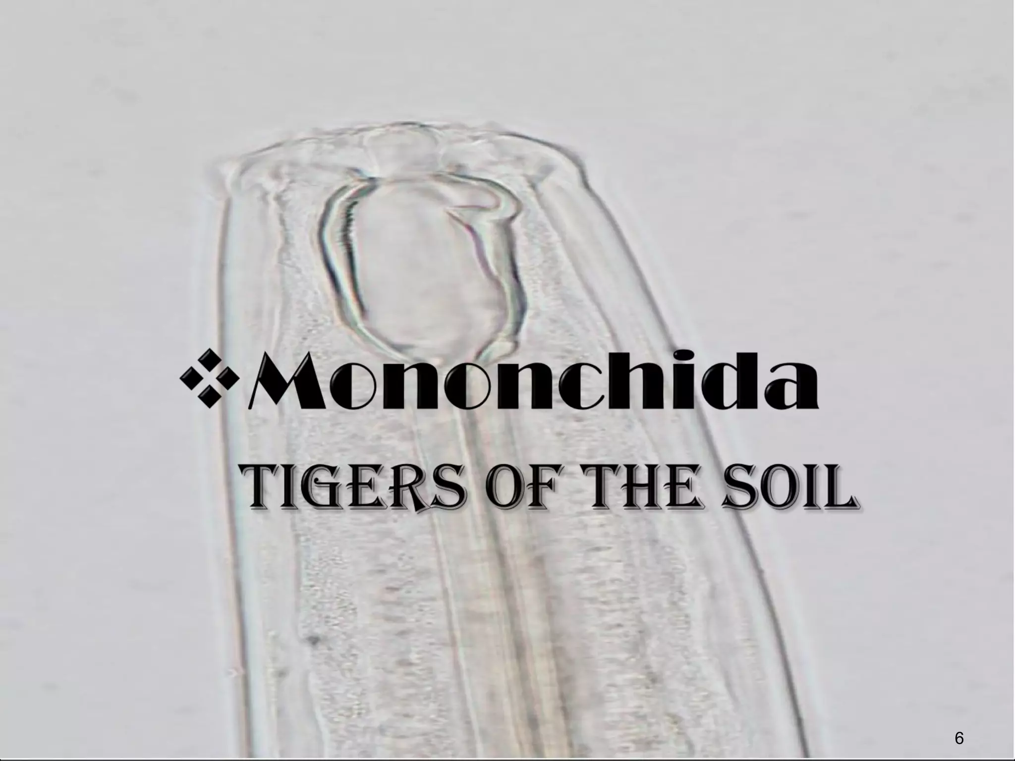 Predatory nematodes by AALIYA TAIYAB | PPT