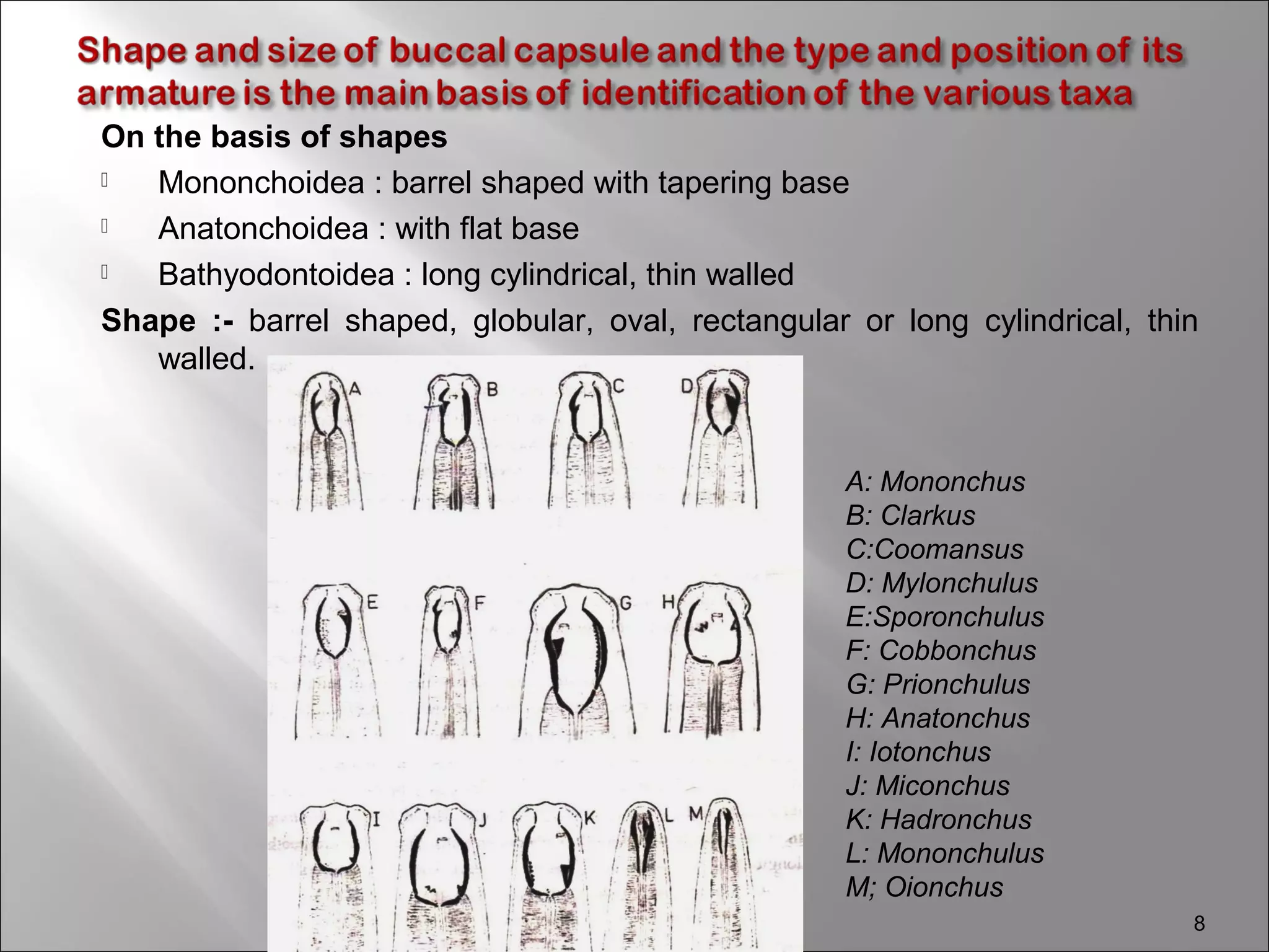 Predatory nematodes by AALIYA TAIYAB | PPT
