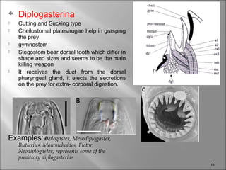Predatory nematodes by AALIYA TAIYAB | PPT