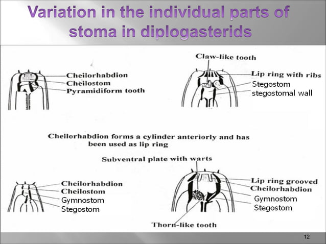 Predatory nematodes by AALIYA TAIYAB | PPT | Geology | Science