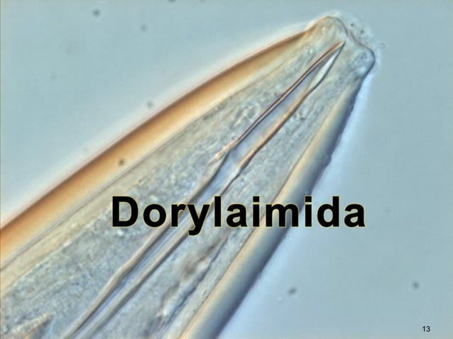 Predatory nematodes by AALIYA TAIYAB | PPT | Geology | Science