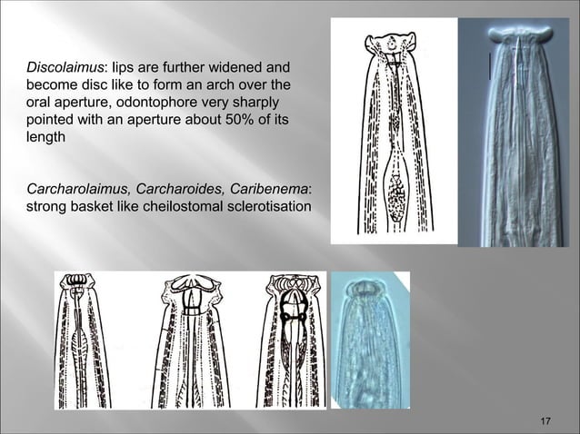 Predatory nematodes by AALIYA TAIYAB | PPT | Geology | Science