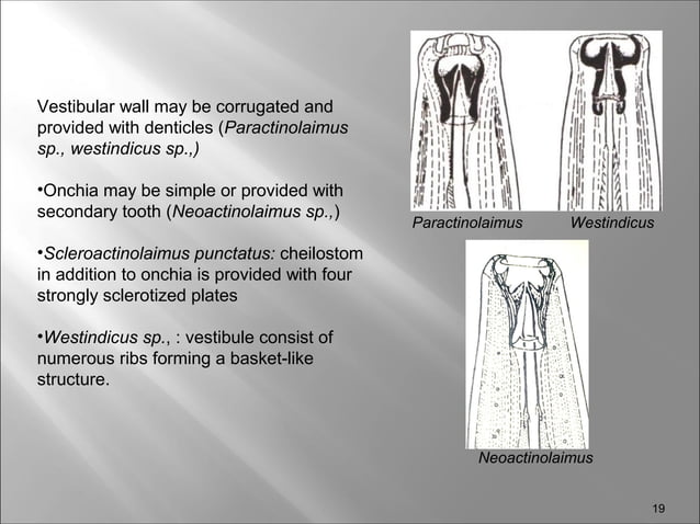 Predatory nematodes by AALIYA TAIYAB | PPT | Geology | Science