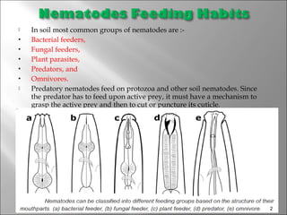 Predatory nematodes by AALIYA TAIYAB | PPT