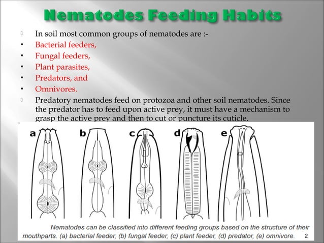 Predatory nematodes by AALIYA TAIYAB | PPT | Geology | Science
