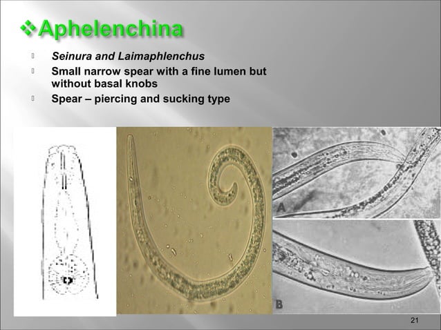 Predatory nematodes by AALIYA TAIYAB | PPT | Geology | Science